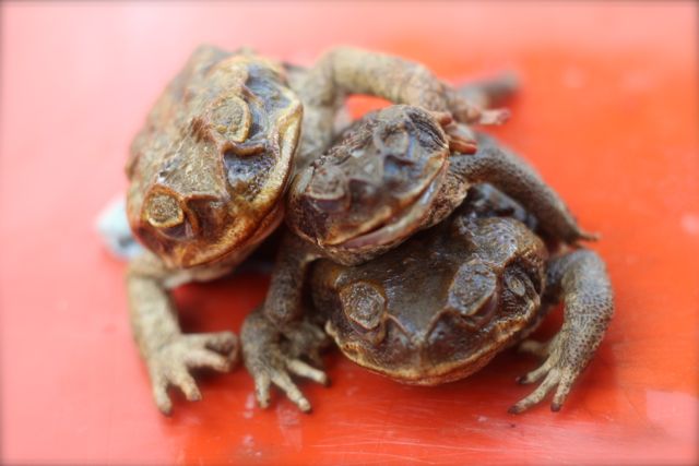 Toad legs – New Feral Fine Food?